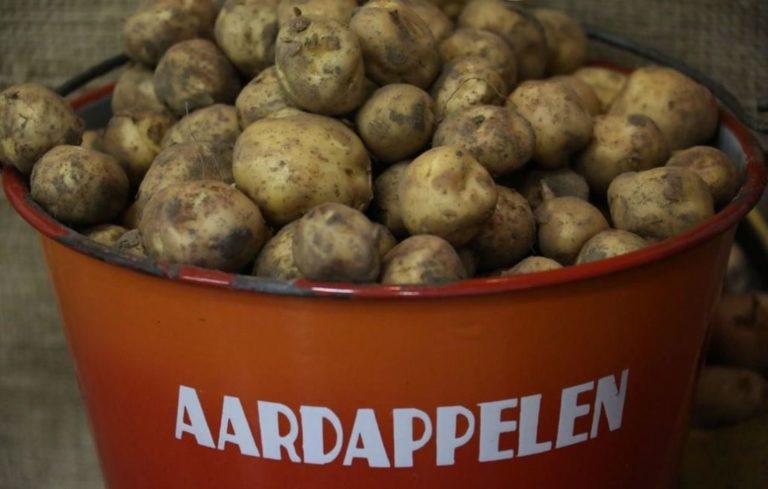 Sterneknollen aus Opperdoes - weltreise durch holland